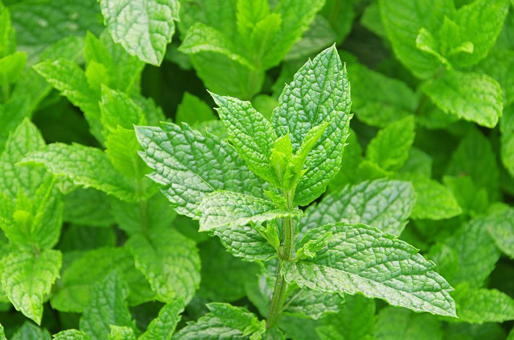The Last Word On Nothing Mint Leaves