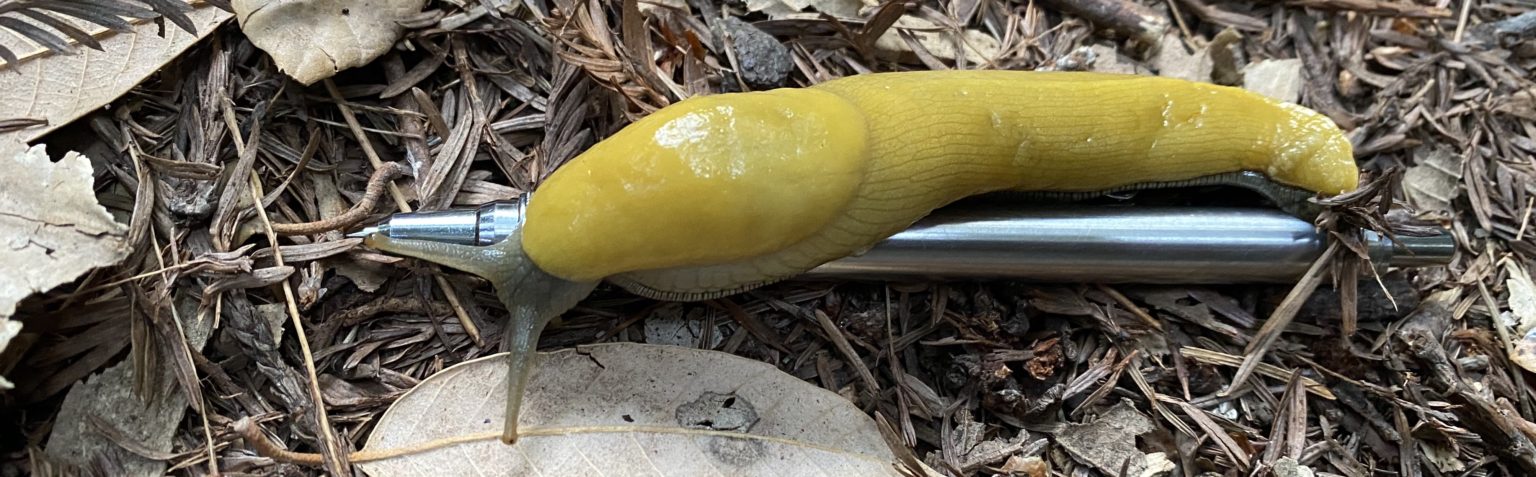 Give a Slug a Pen - The Last Word On Nothing