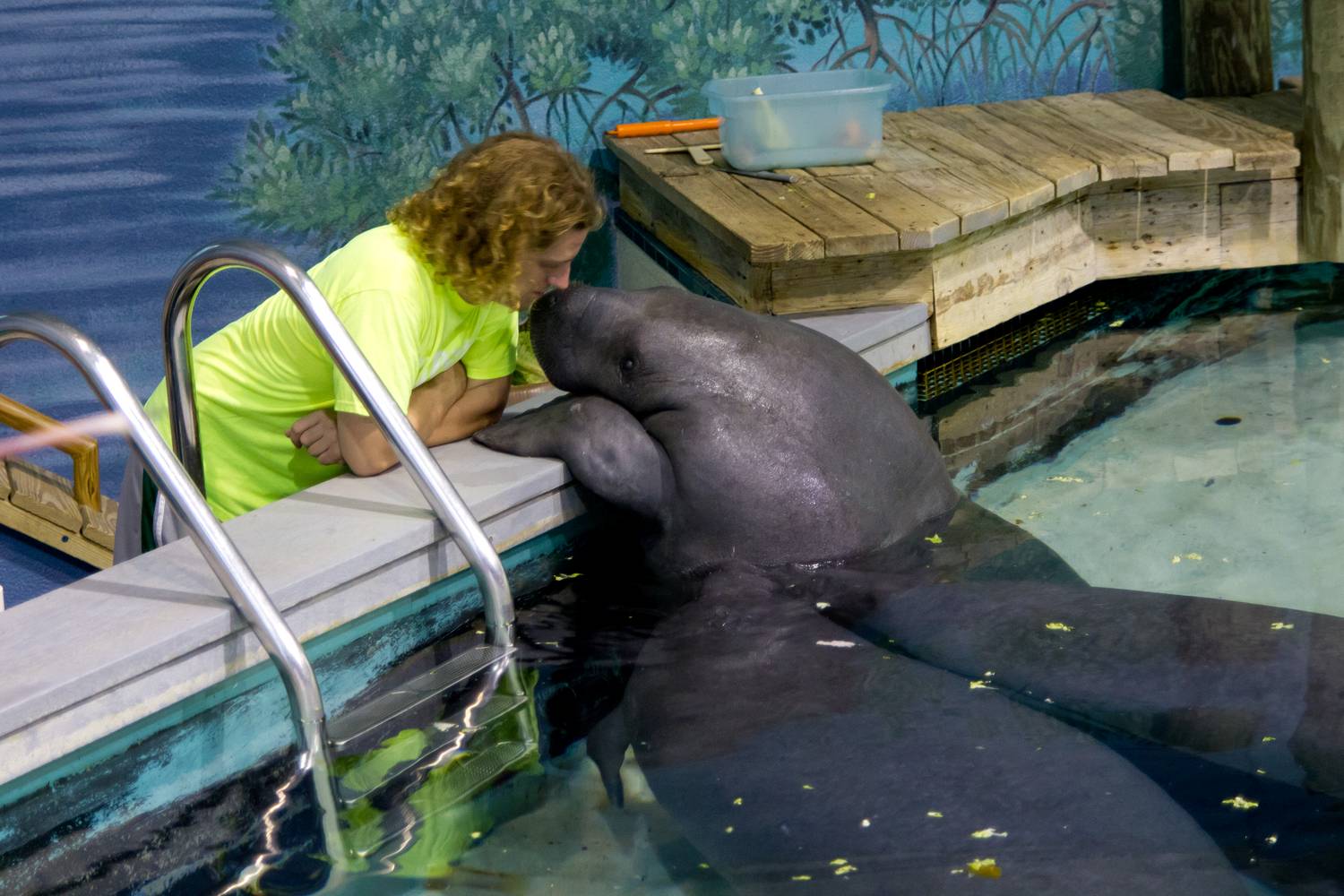 How Baby Snoots Became the World's Most Famous Manatee - The Last Word ...