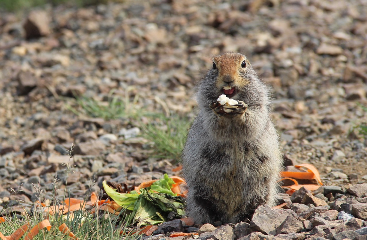 Snapshot: Habituated ground squirrel - The Last Word On Nothing
