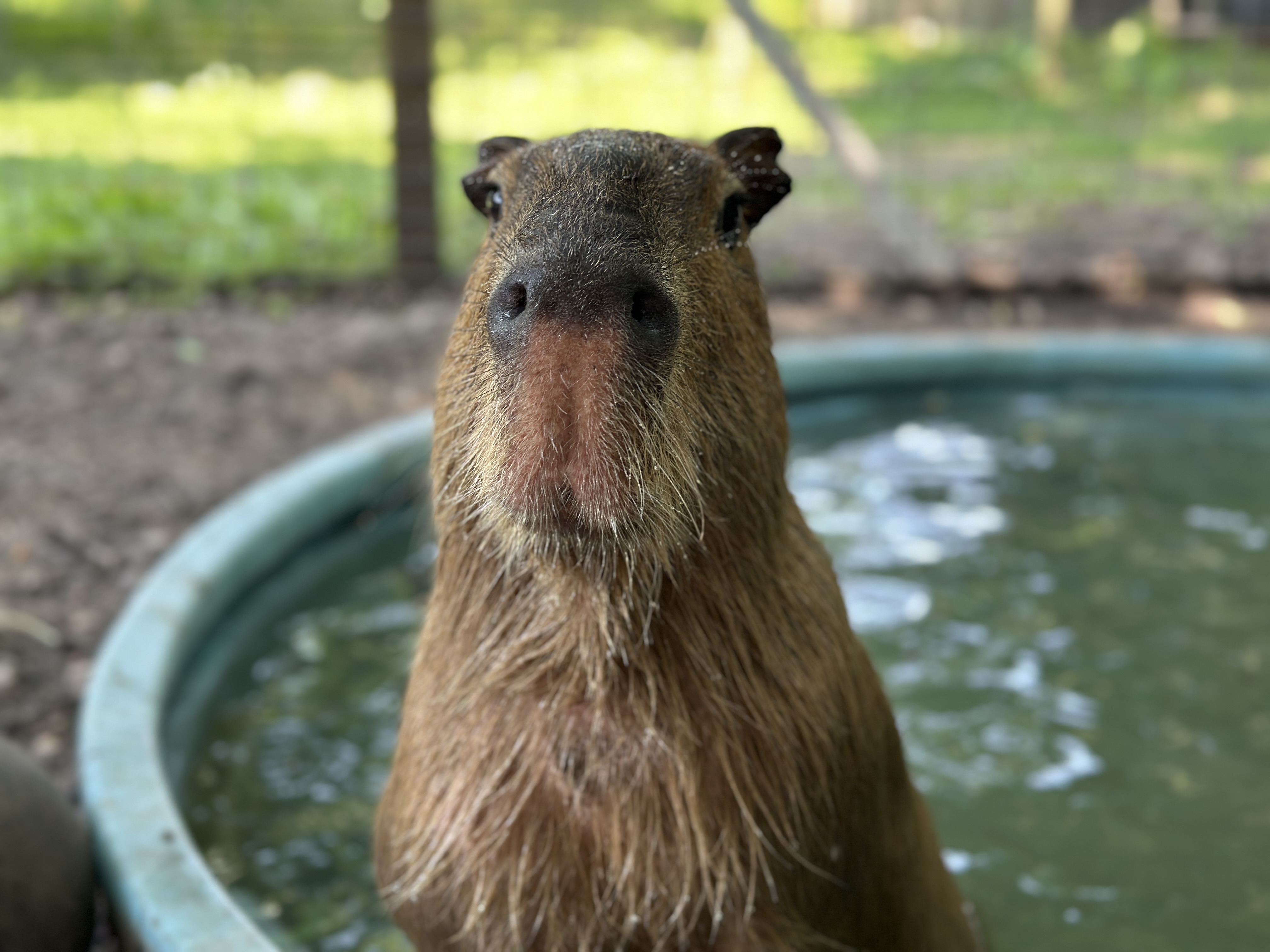 Crazy for Capybaras - The Last Word On Nothing